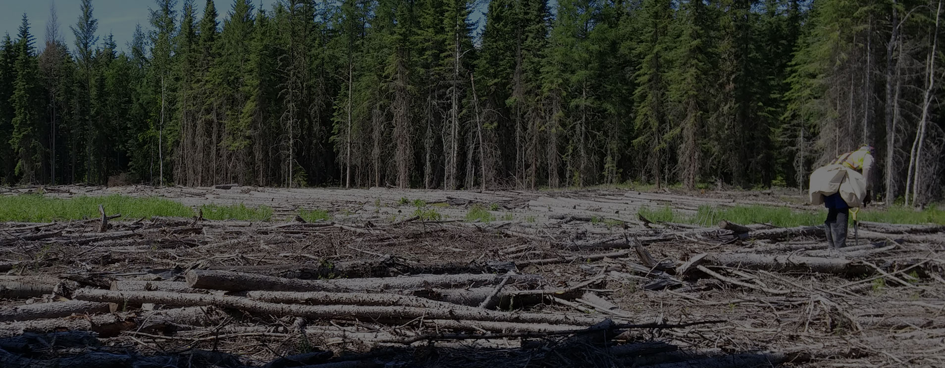 Boreal Horticultural Services – Seedling Production, Seed Collection ...